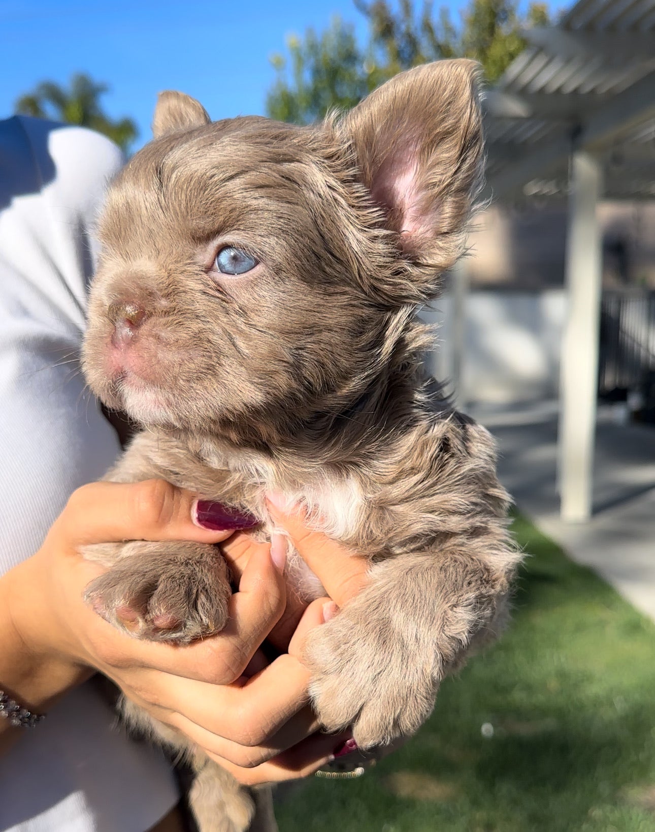 Teddy Bear Coat Frenchies – Calihousefrenchies