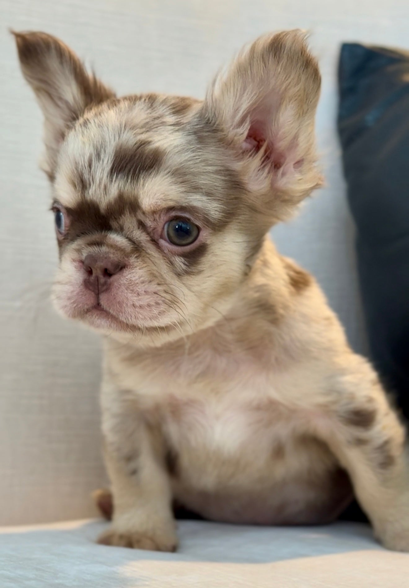 Teddy Bear Coat Frenchies – Calihousefrenchies